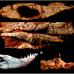 Mandibular characters of notosuchians in lateral view.