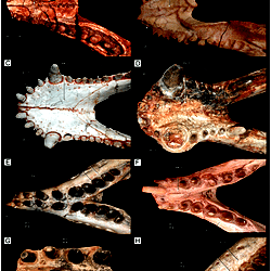 Mandibular sympyhseal characters of notosuchians in dorsal view.