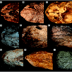 Rostral characters of notosuchians in dorsal view.