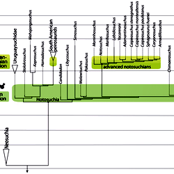 Calibrated phylogeny of Notosuchia based on the reduced strict ...