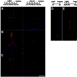 Specificity and efficiency of induction of TdTomato reporter in ...