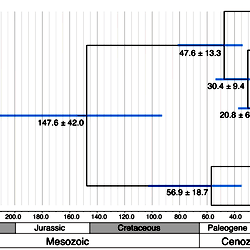 Time-calibrated tree and divergence dates estimated with PhyloBayes ...
