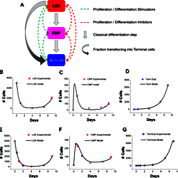 Computational set up of a 3-state cell model and experimental verification.