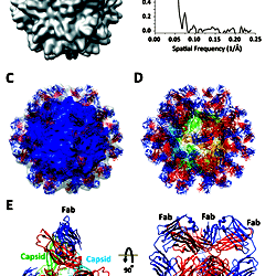 The cryo-EM structure of PCV2 VLP in complex with 3H11 Fab.