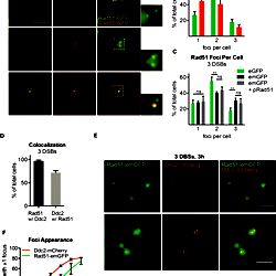 Rad51-GFP forms multiple foci in response to multiple DSBs.
