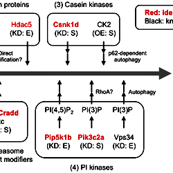 Scheme of modification of mutant Nhtt aggregation by genes identified ...