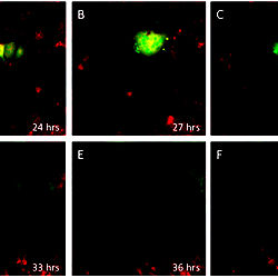 Virus dynamics in 2D.