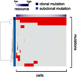 Visualization of the mutation profile matrix.