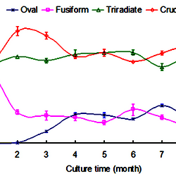 Proportions of the four morphotypes during long-term culture.