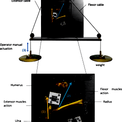 Sheep elbow test rig.
