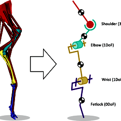 OpenSim model of the right thoracic limb of a sheep with initial elbow ...