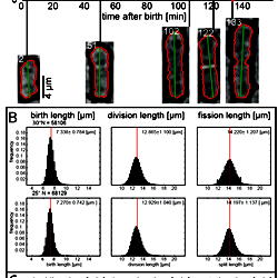 Single-cell growth characterization.