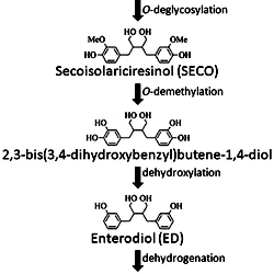 Pathway of enterolignans production from SDG by human faecal bacteria ...