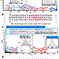 Fragmentation spectra and maps of the m/z 6718 and 8566 ions by HCD ...