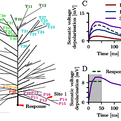 Detailed model of a CA1 pyramidal cell.