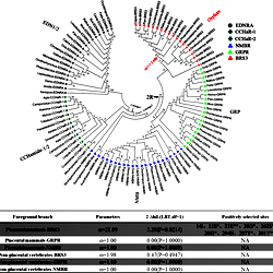 The evolution of the bombesin receptors.