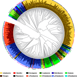Phylogenetic tree of EctC- and EctD-type proteins.