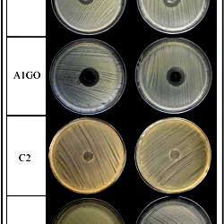 Antibacterial tests by the agar disk diffusion test.