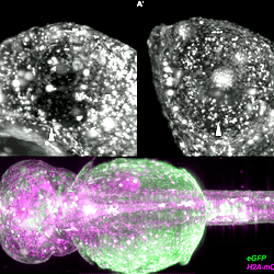 The established toolbox enables imaging of previously challenging ...