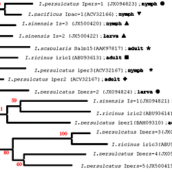 Phylogenetic tree of Salp15 homologues from members of Ixodes ricinus ...