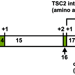 Overview of functional domain structure of TSC1.