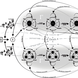 Scabies transmission model.