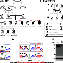 Loss-of-function mutations in ITPA identified in Martsolf-like syndrome ...