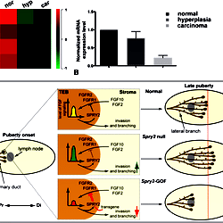 Spry2 expression is reduced in the MMTV-PyMT mouse model.