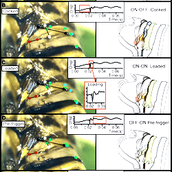 Stages of snapping organ mechanism in a male A. bilobum, illustrating ...