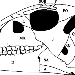 Skull reconstruction.