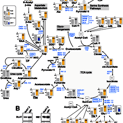TCA cycle, amino acid metabolism, and the urea cycle.