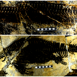 Holotype of Parahupehsuchus longus (WGSC 26005) and a specimen of ...