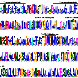 Sequence logos of the five motifs identified using the MEME search tool.