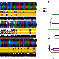 Multiple sequence alignment and phylogenetic analysis of Lpa protein.