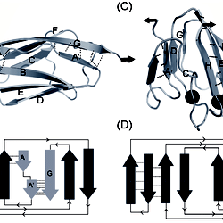 Structure and 2D topology diagram of two β-sandwich proteins with Greek ...