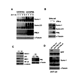 Figure S1 - Inhibition of Sp1 Functions by Its Sequestration into PML ...