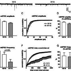 mEPSC amplitude and frequency change in Hu97/18 SPNs.