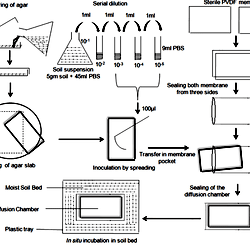 Schematic diagram of the construction, inoculation and incubation of ...