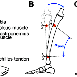 The demonstration of the human shank, the tibia posterior bending angle ...