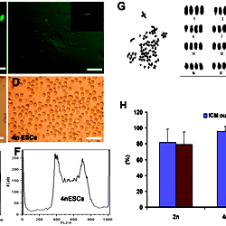 Embryonic stem cell (ESC) lines derived from type a 4n blastocysts.