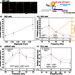 Rotation study of three human cell lines.