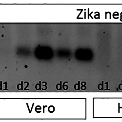 Agarose gel visualization of RT-PCR 113 bp products.