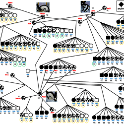 F1 and backcrossed families obtained from Checkered Giant parental animals.
