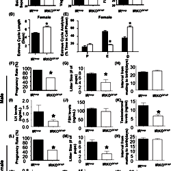 Disruption in pubertal timing and adult fertility.