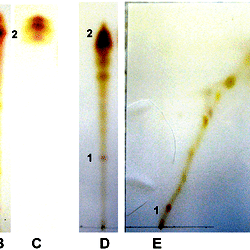 TLC of pink pigments.