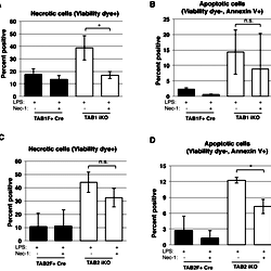 TAB1 or TAB2 deletion causes RIP1-dependent cell death.