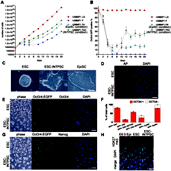 Conversion of ESCs into INTPSCs in a modified EpiSC culture condition ...