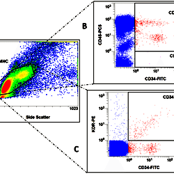 Flow cytometry-derived EPC definitions.