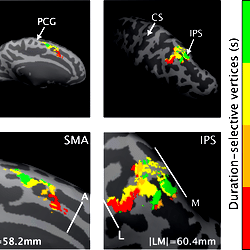 Group-level fMRI results of Exp 1.