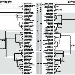Phylogenetic analyses based on (a) the nucleotide sequences of the mitochondrial genes encoding ...